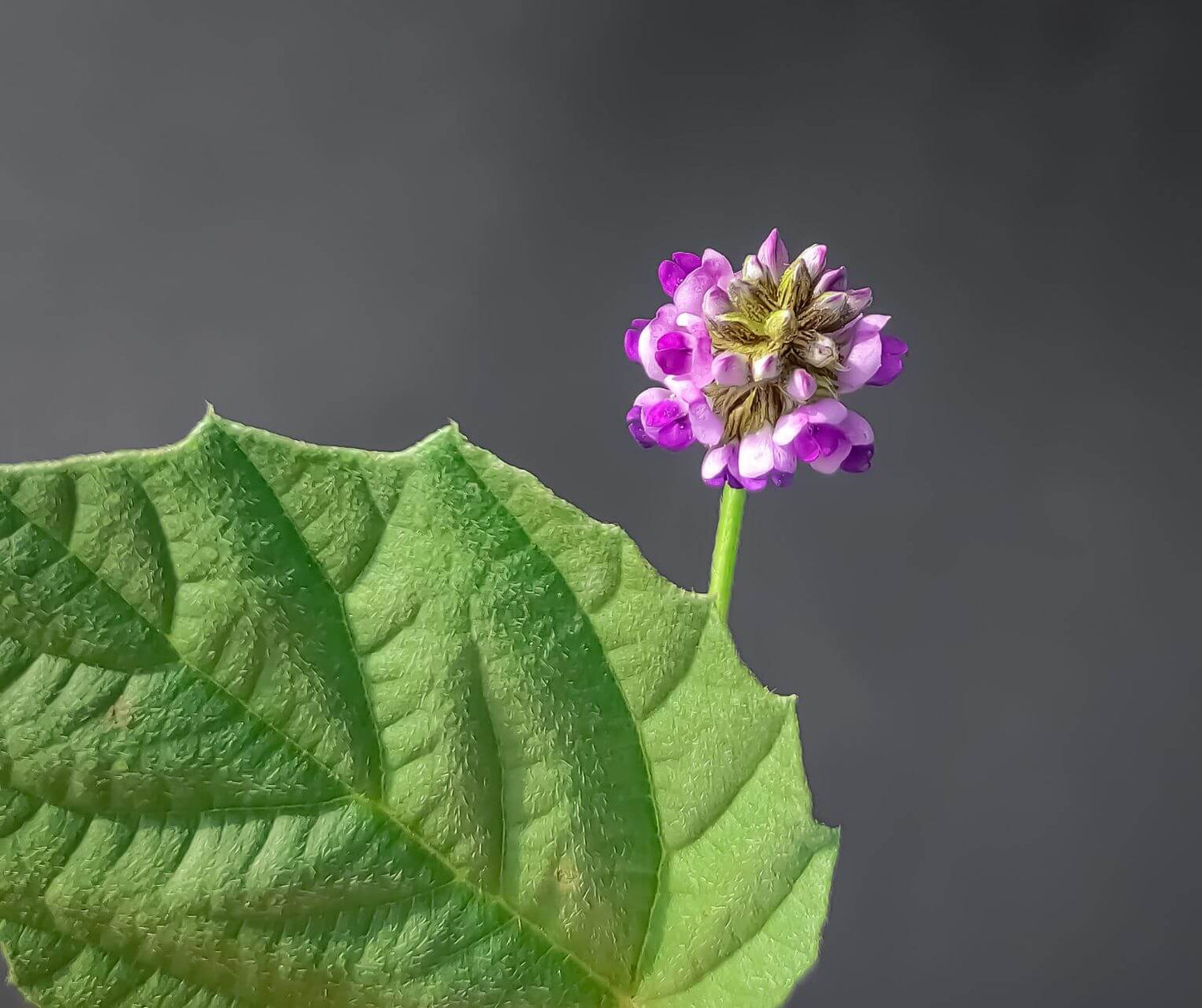 Ingredients Glossary – Primally Pure